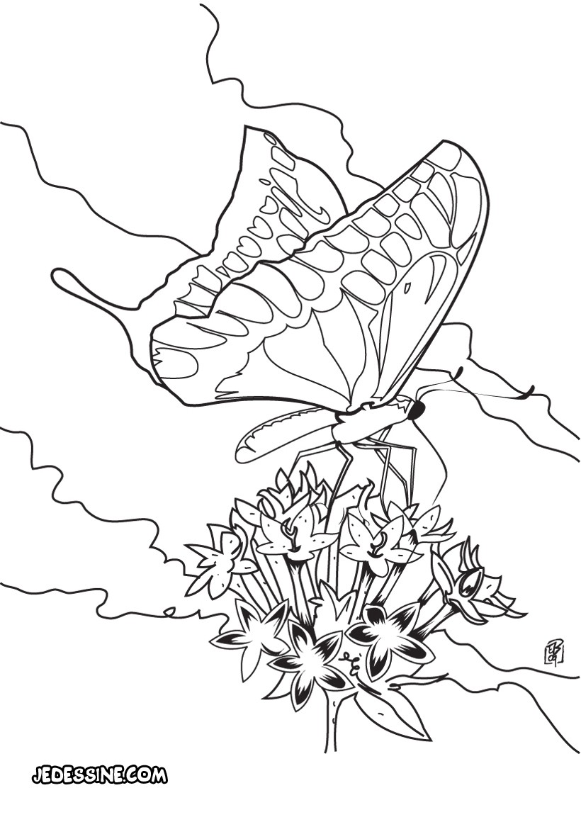 Coloriages le papillon se pose sur une fleur - fr.hellokids.com Coloriages le papillon se pose sur une fleur - fr.hellokids.com