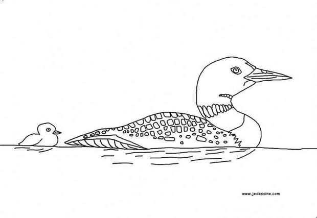 Loon Pages Ontario Coloring Bird Canadian Canada Minnesota Kidzone Ws ...