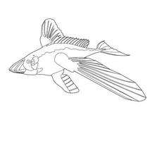 Coloriages coloriage de l'oisson - fr.hellokids.com