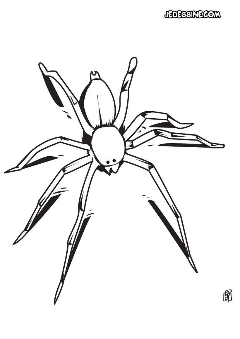 Coloriages araignée - fr.hellokids.com