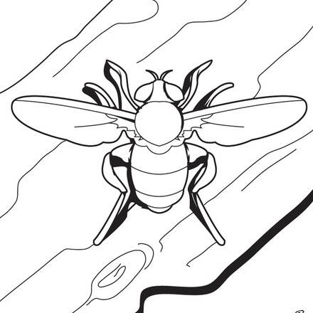 Mouche : Vidéos et Tutoriels, Lire et apprendre, Coloriages, Actualités ...