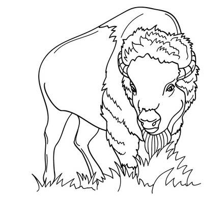Coloriages de Bison - Coloriages - Coloriage à imprimer gratuit - fr ...